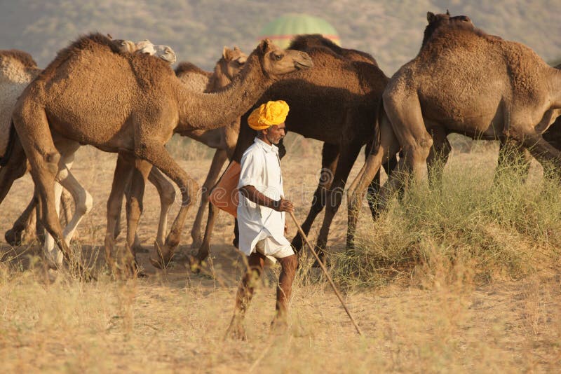 Camel Train editorial stock image. Image of indian, person - 7228799