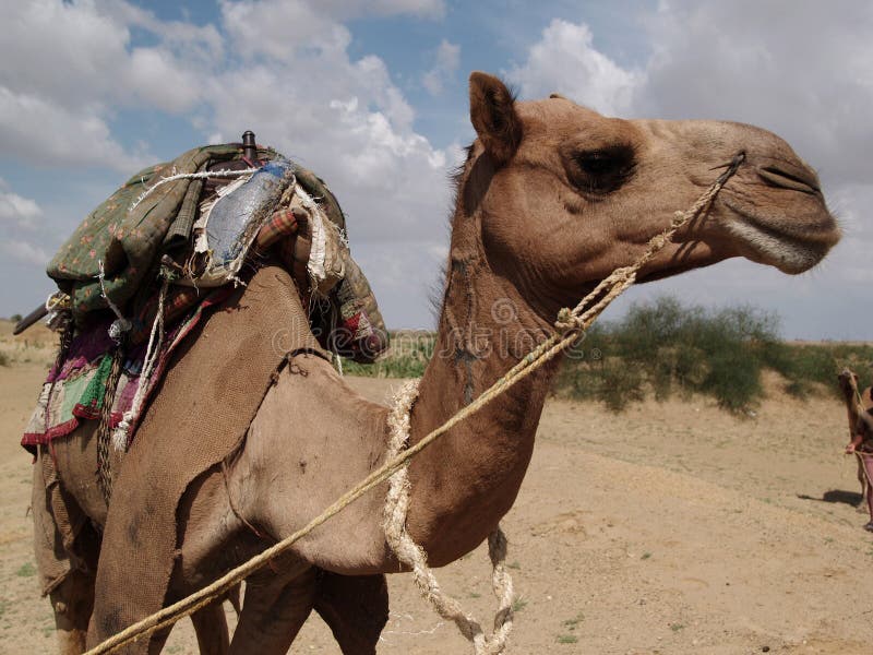 Camel stock photo. Image of cloud, outdoors, animal, zoology - 82410852