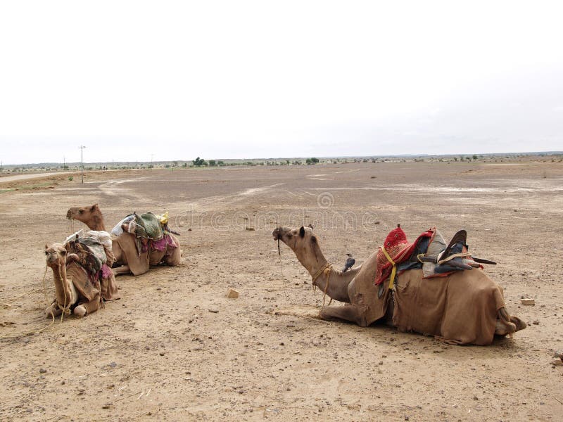 Camel stock photo. Image of train, activities, desert - 82416604