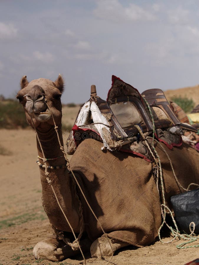 Camel stock photo. Image of zoology, livestock, sand - 82417018