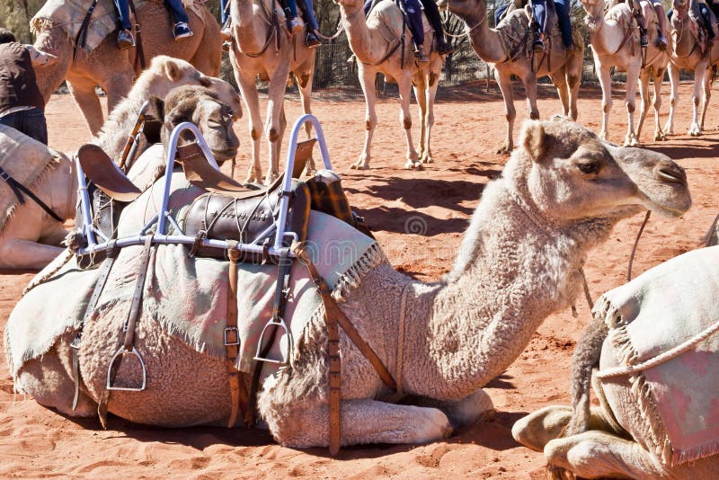Camel Train stock image. Image of safari, touristy, nature - 40211847