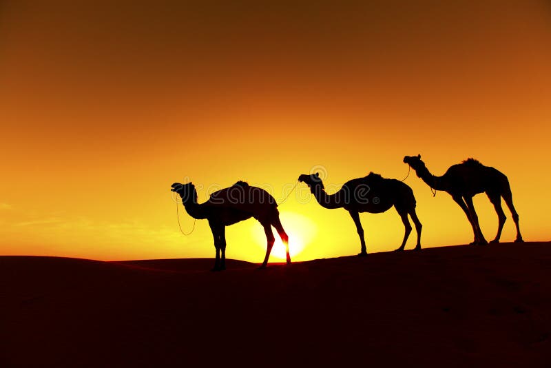 Camel train Silhouette. stock image. Image of safari - 25106479