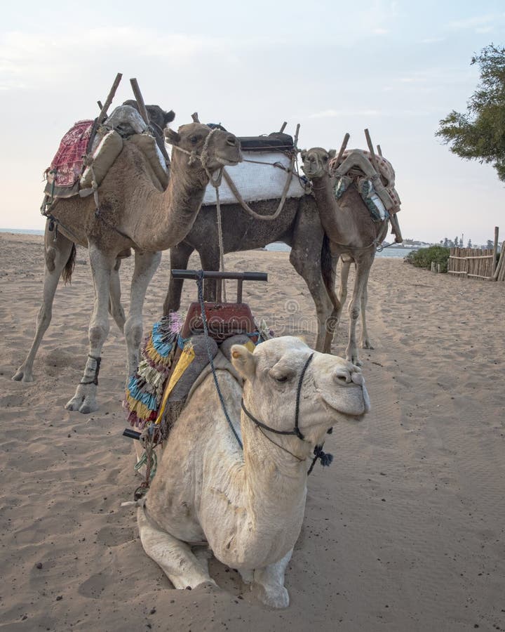 Camel Train Taking a Break at the Beach Stock Photo - Image of standing ...