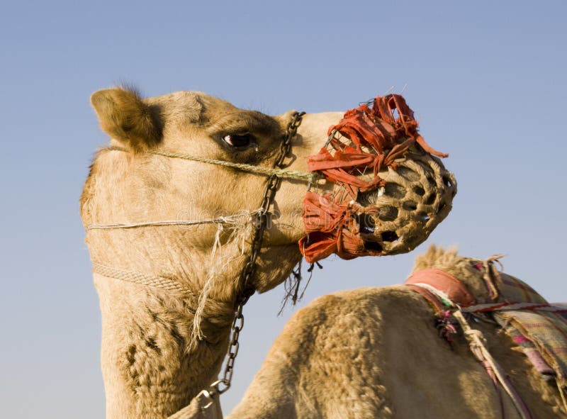 Camel Training - Mechanical Jockey Stock Image - Image of racing, proud ...