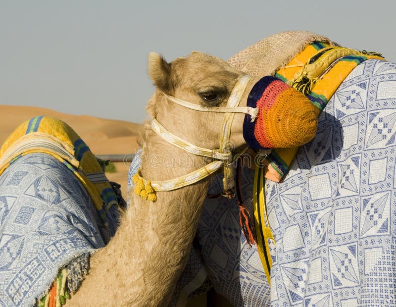 Camel Training - Mechanical Jockey Stock Image - Image of racing, proud ...