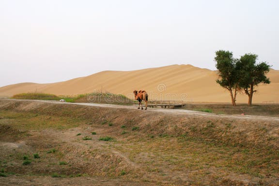 Camel, tree and desert stock photo. Image of llama, field - 6073746