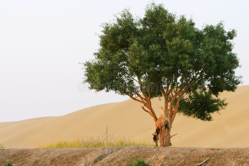 Camel, tree and desert stock photo. Image of caravan, hill - 6073852