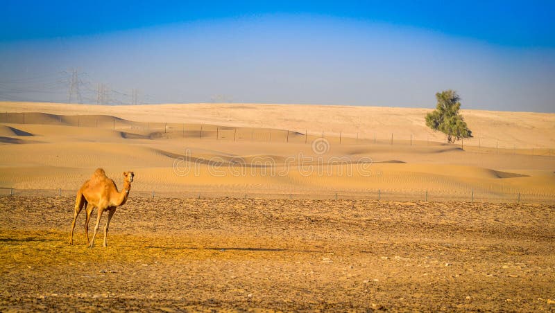 A Camel and Tree in the Desert Stock Photo - Image of adventure ...