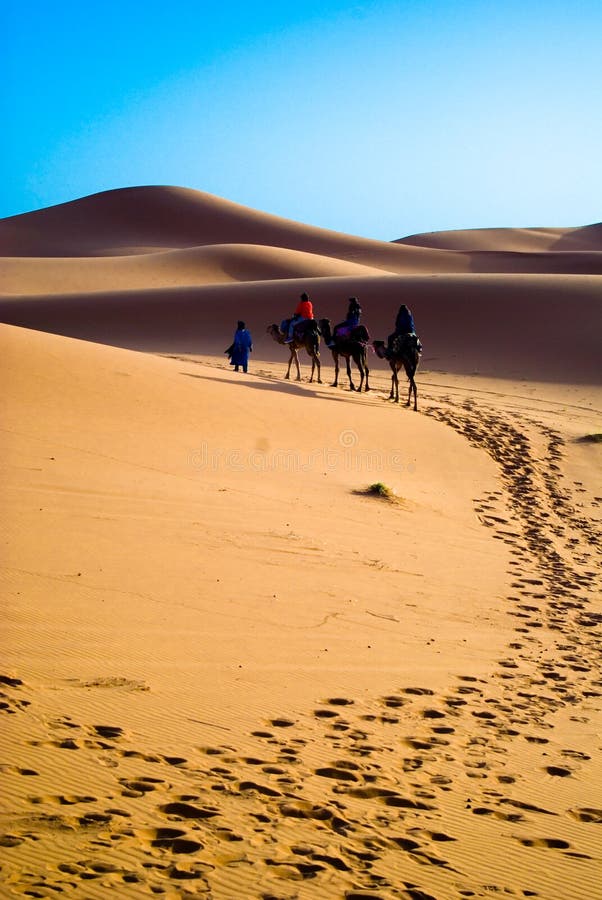 Camel trekking Morocco stock image. Image of merzouga - 2385539