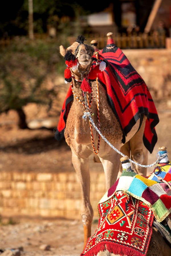 Camel Under Red Rocks in Petra, Jordan Stock Photo - Image of domestic ...