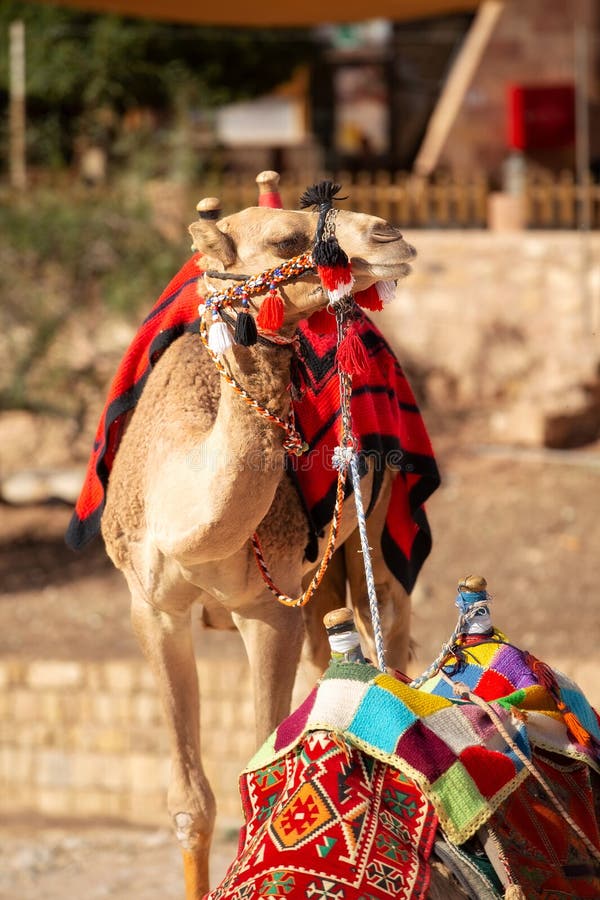 Camel Under Red Rocks in Petra, Jordan Stock Image - Image of bedouin ...