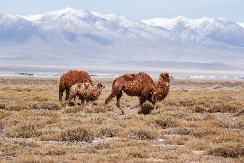 Camel in the snow stock photo. Image of blue, blizzard - 11924054