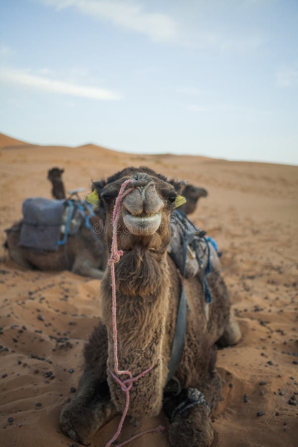 Camel up front stock photo. Image of active, egypt, drought - 33546878