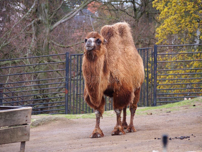 Camel stock image. Image of alone, liberec, large, camel - 91531475
