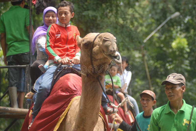 Camel editorial image. Image of traveling, mammals, java - 38855655