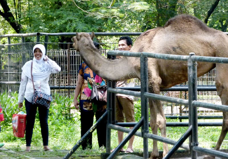 Camel editorial image. Image of camel, city, visitors - 68572355