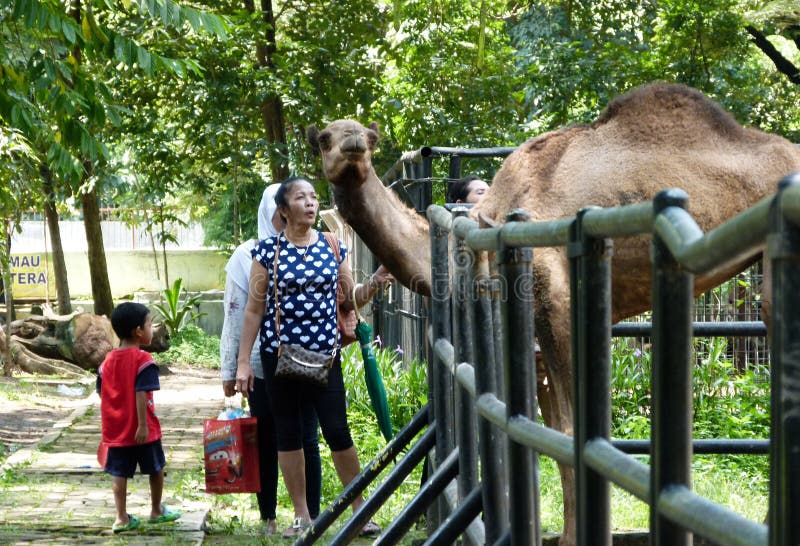 Camel editorial image. Image of solo, people, city, jungle - 68572535