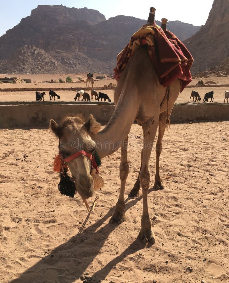 Camel at Wadi Rum in Jordan. Stock Image - Image of wadi, rocks: 254245699