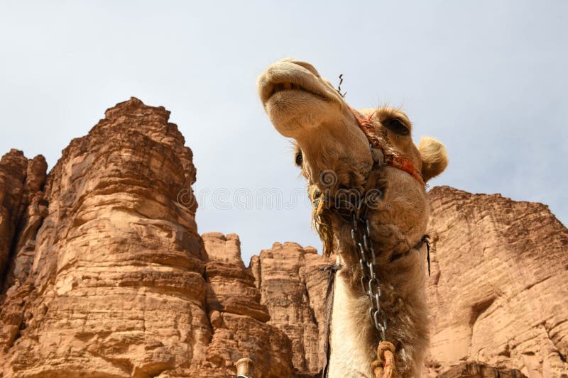 Camel on Wadi Rum Desert, Jordan Stock Image - Image of camel ...