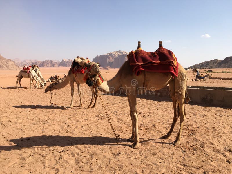 Camel at Wadi Rum in Jordan. Stock Image - Image of granite, august ...