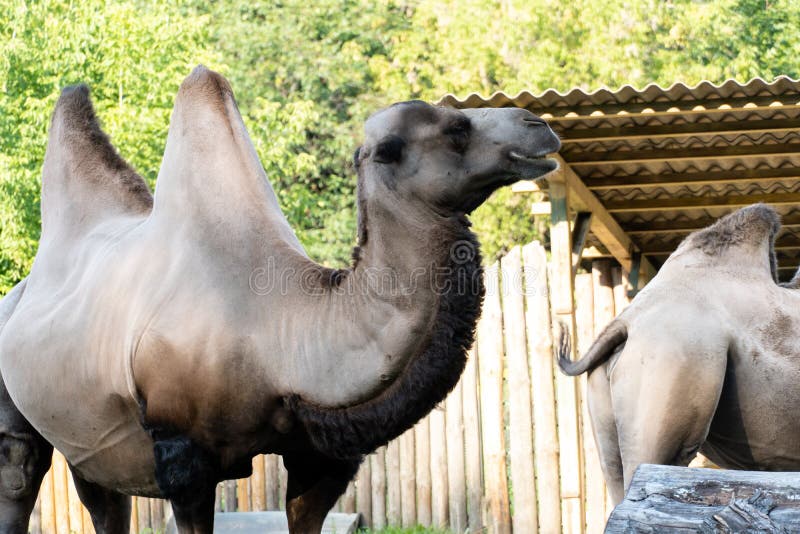 Camel Walk on a Sunny Day. Zoo Stock Image - Image of camel, dhabi ...