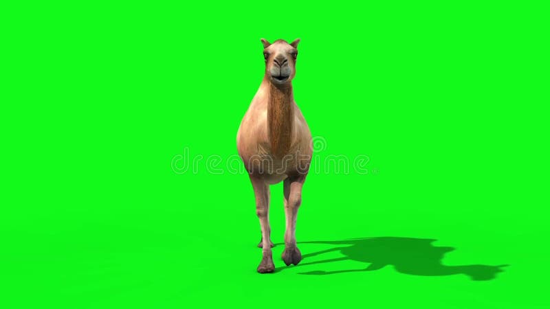 Camel Walks Green Screen 3D Rendering Animation Animals Stock Footage ...