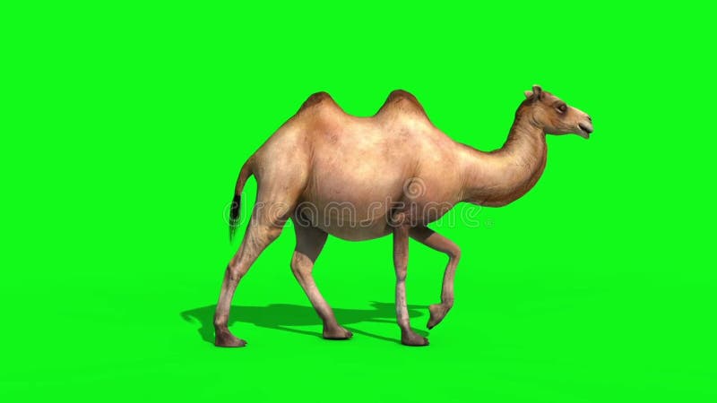 Camel Walks Green Screen 3D Rendering Animation Animals Stock Footage ...