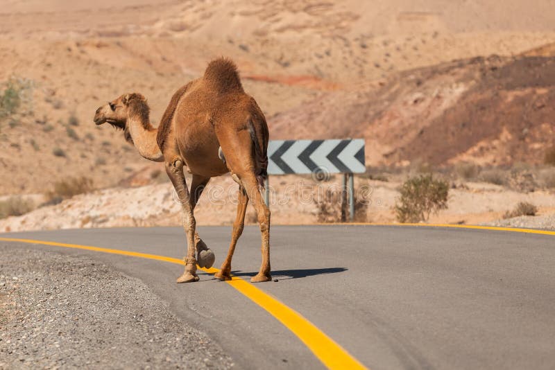 Camel on road desert tree stock photo. Image of landscape - 237307426