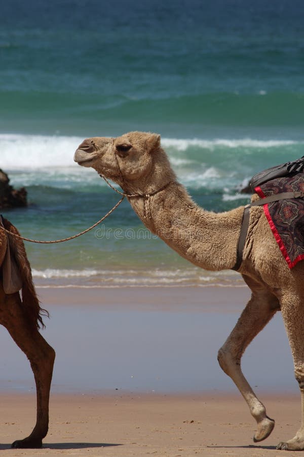 Camel Walking on Beach with Waves Stock Image - Image of dromedary ...