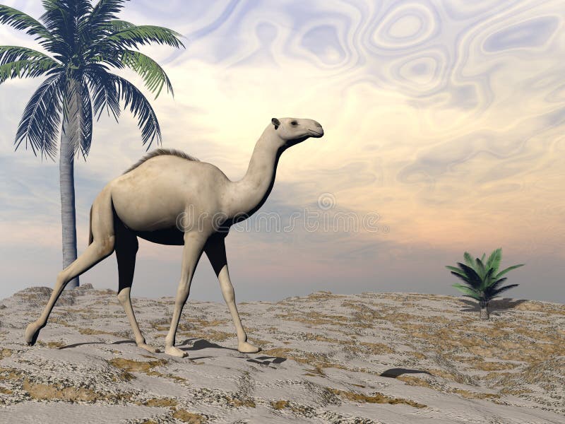 Camel walking - 3D render stock illustration. Illustration of palm ...