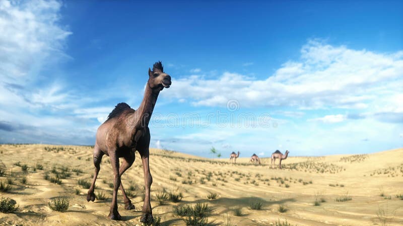Camel Walking in Desert. Realistic 4k Animation. Stock Video - Video of ...