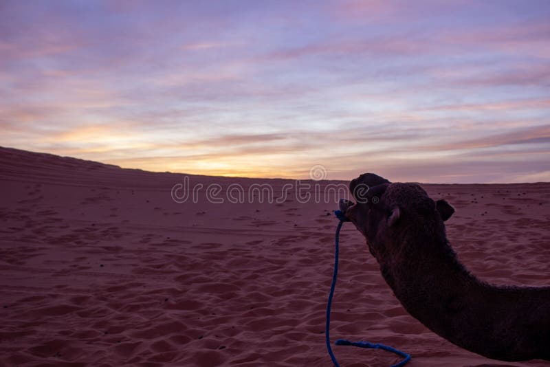 Camel Walking in the Desert at Sunset Stock Image - Image of sunset ...