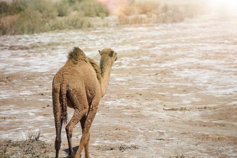 A Camel Walking in an Empty Desert Land Stock Photo - Image of ...