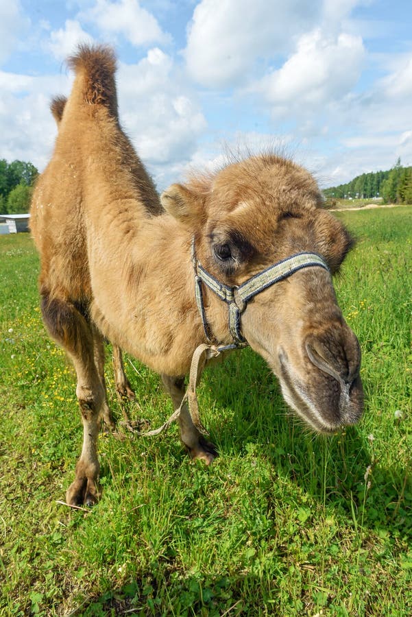 Camel walking in the field stock image. Image of hump - 110299365