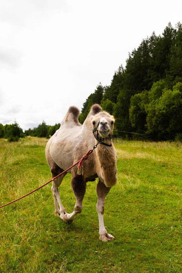 Camel Walking on the Green Lawn Stock Photo - Image of action, bactrian ...