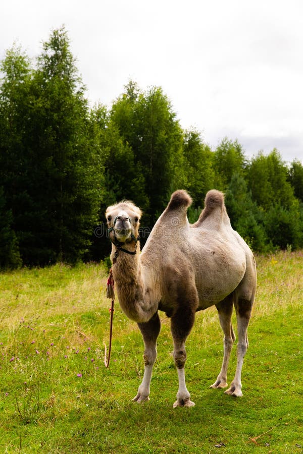 Camel Walking on the Green Lawn Stock Image - Image of grazing, closeup ...