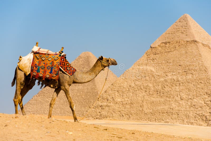 Camel Walking Pyramids stock image. Image of iconic, cheops - 17123769