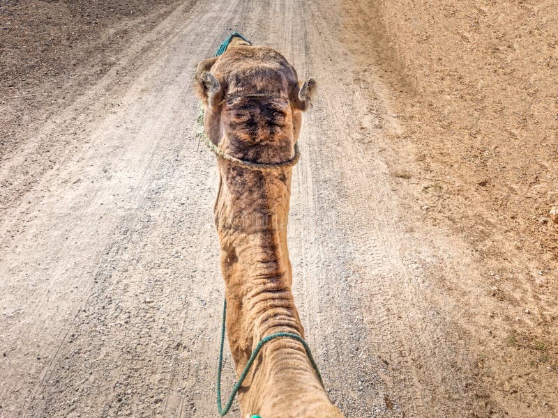Camel Walking in a Sandy Landscape Stock Photo - Image of india ...