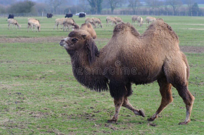 Grumpy Camel Stock Photos - Free & Royalty-Free Stock Photos from ...