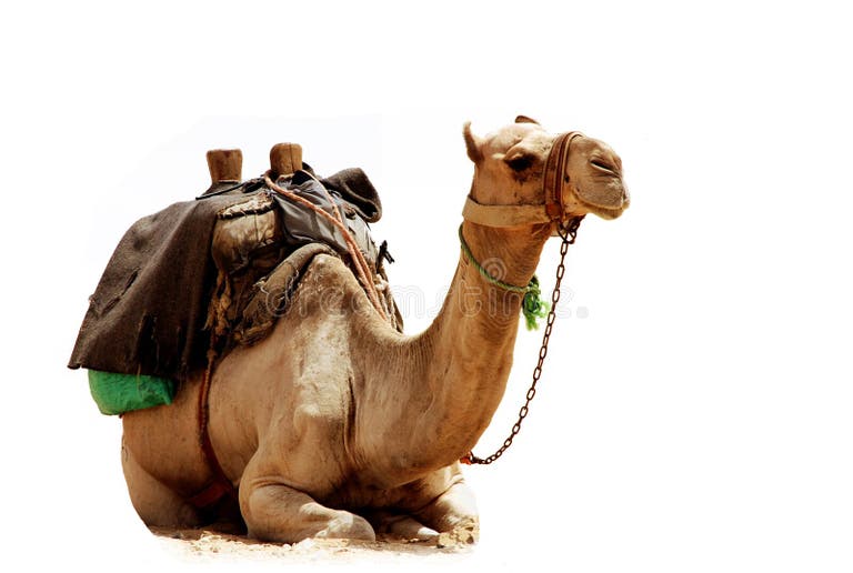 6,619 Camel White Background Stock Photos - Free & Royalty-Free Stock ...