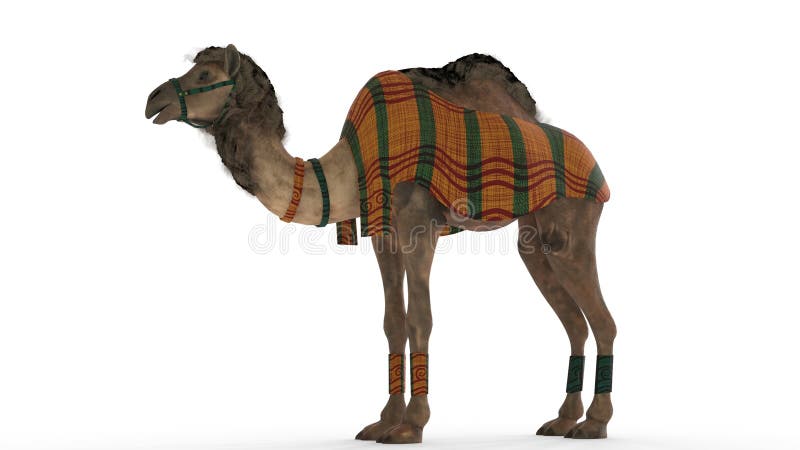 Camel with White Background Editorial Photography - Image of dromedary ...