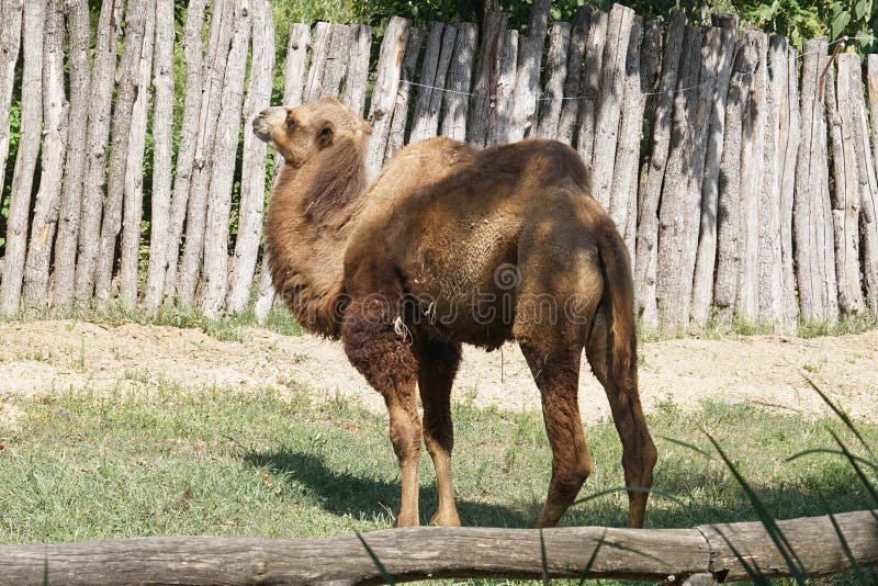 Camel stock image. Image of single, sand, scenery, morning - 68522075