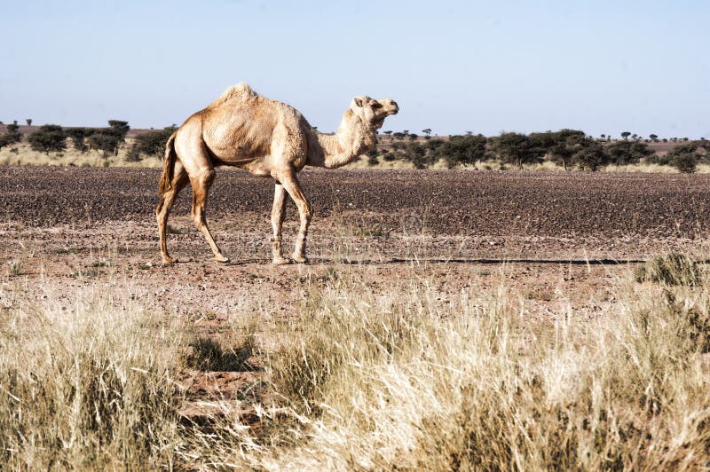 Camel stock image. Image of motion, land, outdoors, scenery - 250221787