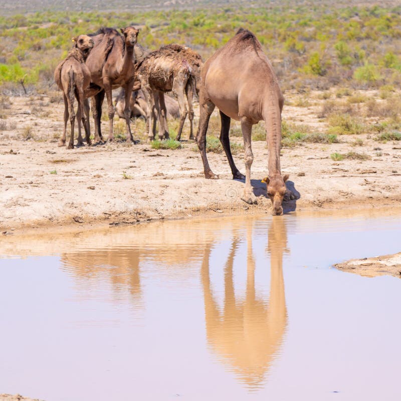 A Camel in the Wild Drinks Water from a Reservoir Stock Image - Image ...