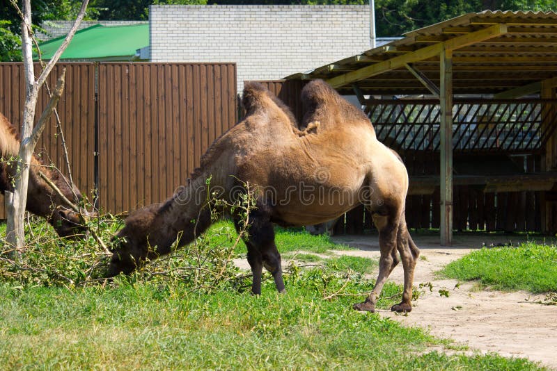 Camel stock photo. Image of brown, furry, mammal, wildlife - 225289304