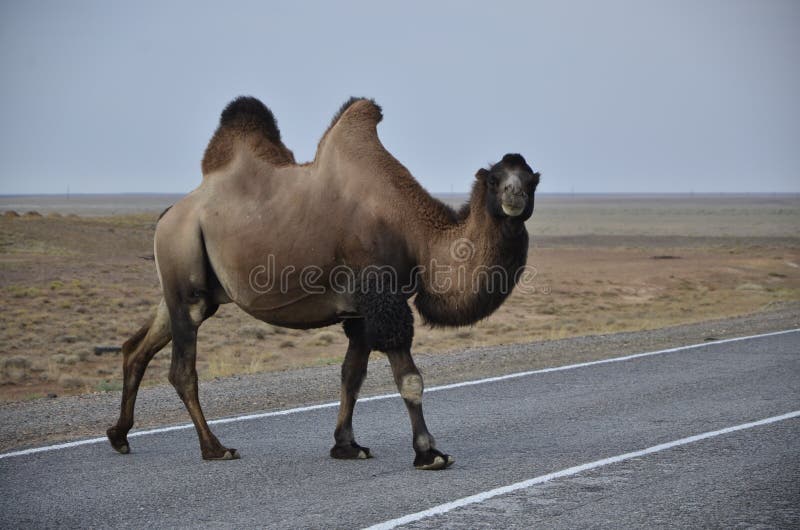 Camel stock photo. Image of arid, east, desert, landscape - 80623062