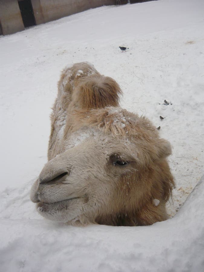 Camel in winter stock photo. Image of snow, camel, trees - 99248986