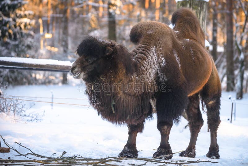 Camel in winter stock photo. Image of body, branch, spruce - 65311880