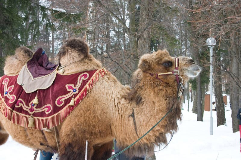 Camel in the Winter Forest. Bactrian Camel in the Winter Forest. Stock ...