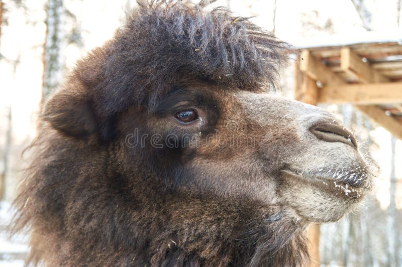 Camel in Winter. Nursery for Various Animals Stock Photo - Image of ...